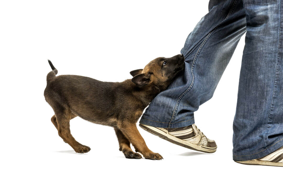 Prevent Your Dog From Biting | Dog Bite Training in Los Angeles