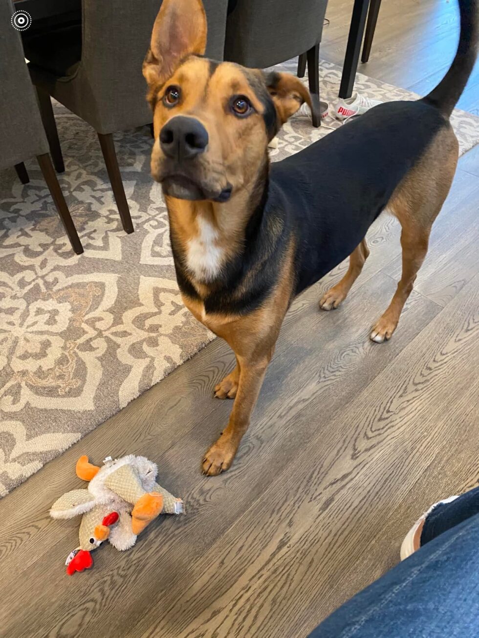 Rescue Dog Saint's Success Story | Saint's Training Journey